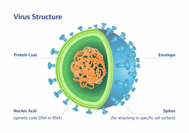 Differences between viruses and bacteria I SANITIZED AG